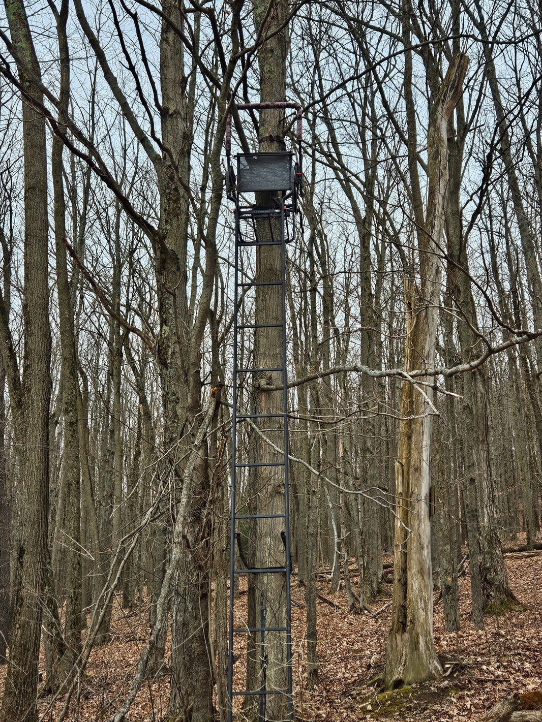 Luxury Whitetail Hunting Packages in New York | NY Whitetail Properties ...